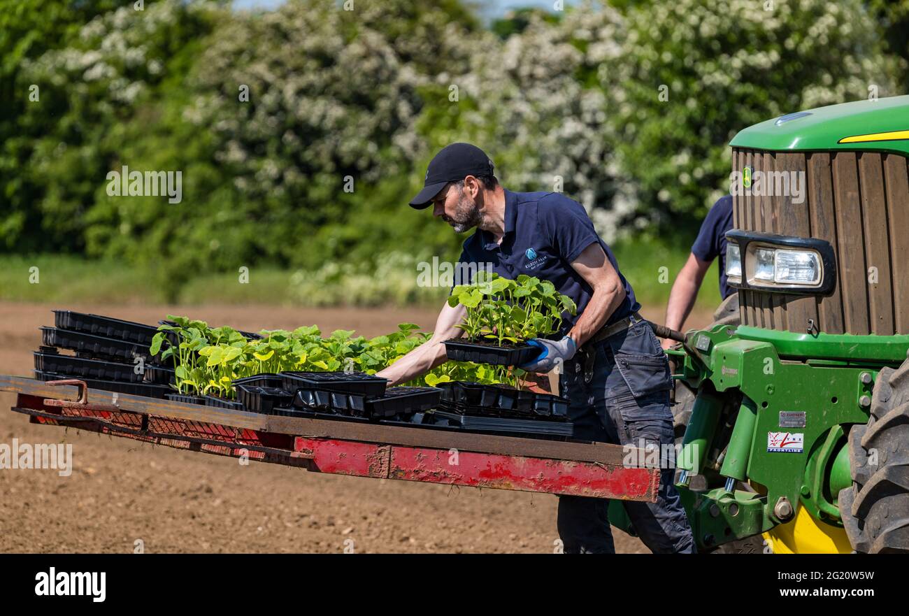 Farm workers planting pumpkin plant seedlings in field using tractor ...