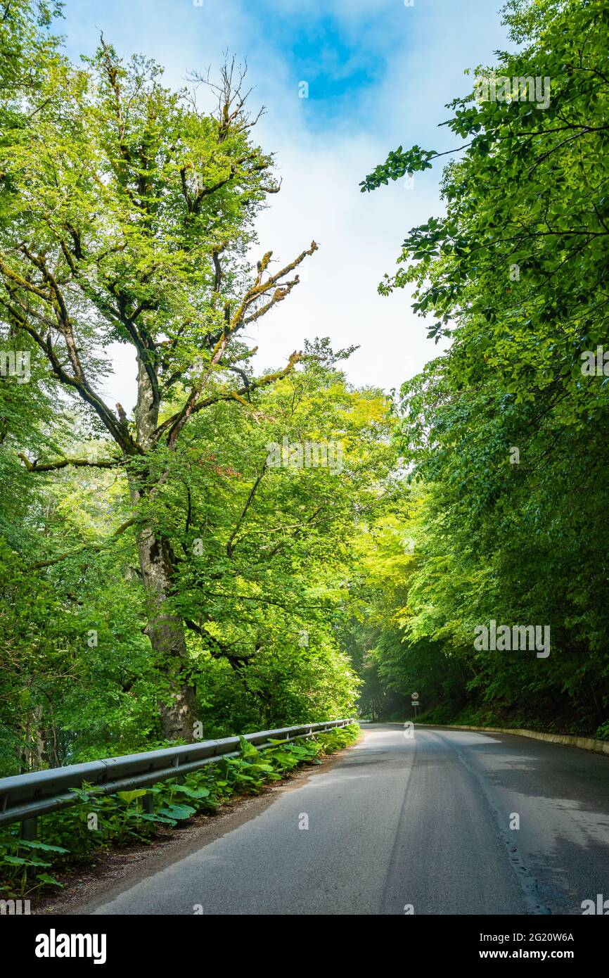 Sabaduri forest hi-res stock photography and images - Alamy