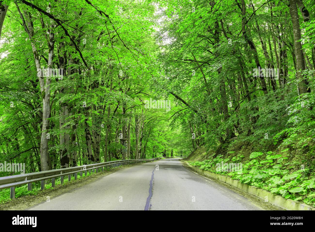 Sabaduri forest in summer, a beautiful place in the north of Tbilisi ...