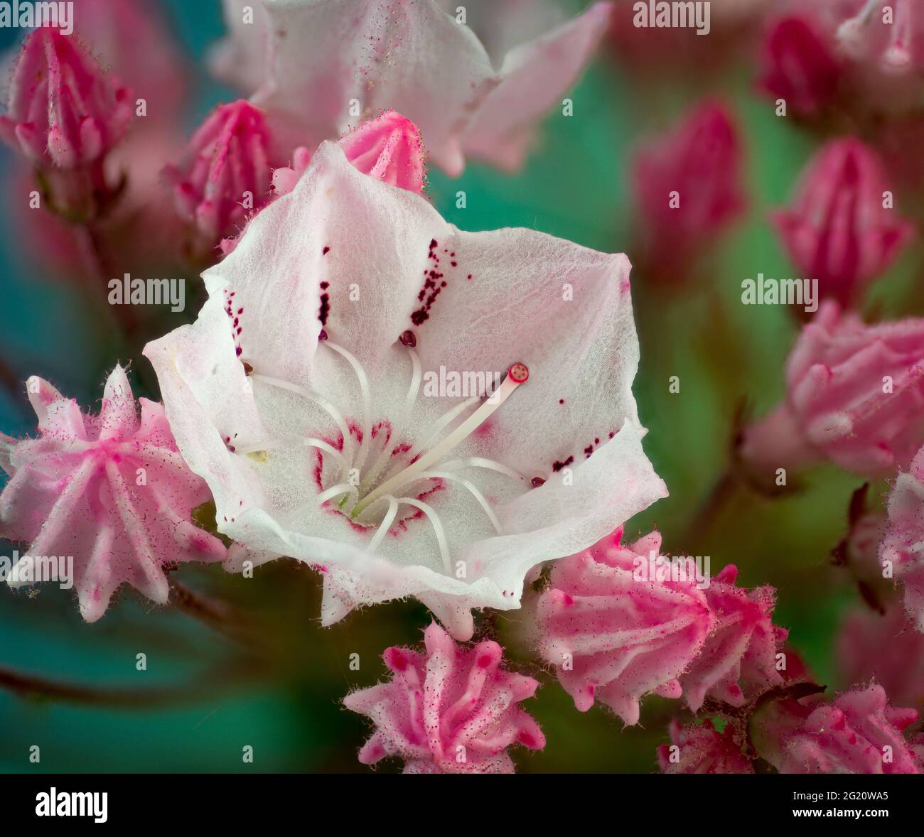 Macro view of blooming flower of mountain laurel (Kalmia latifolia ...
