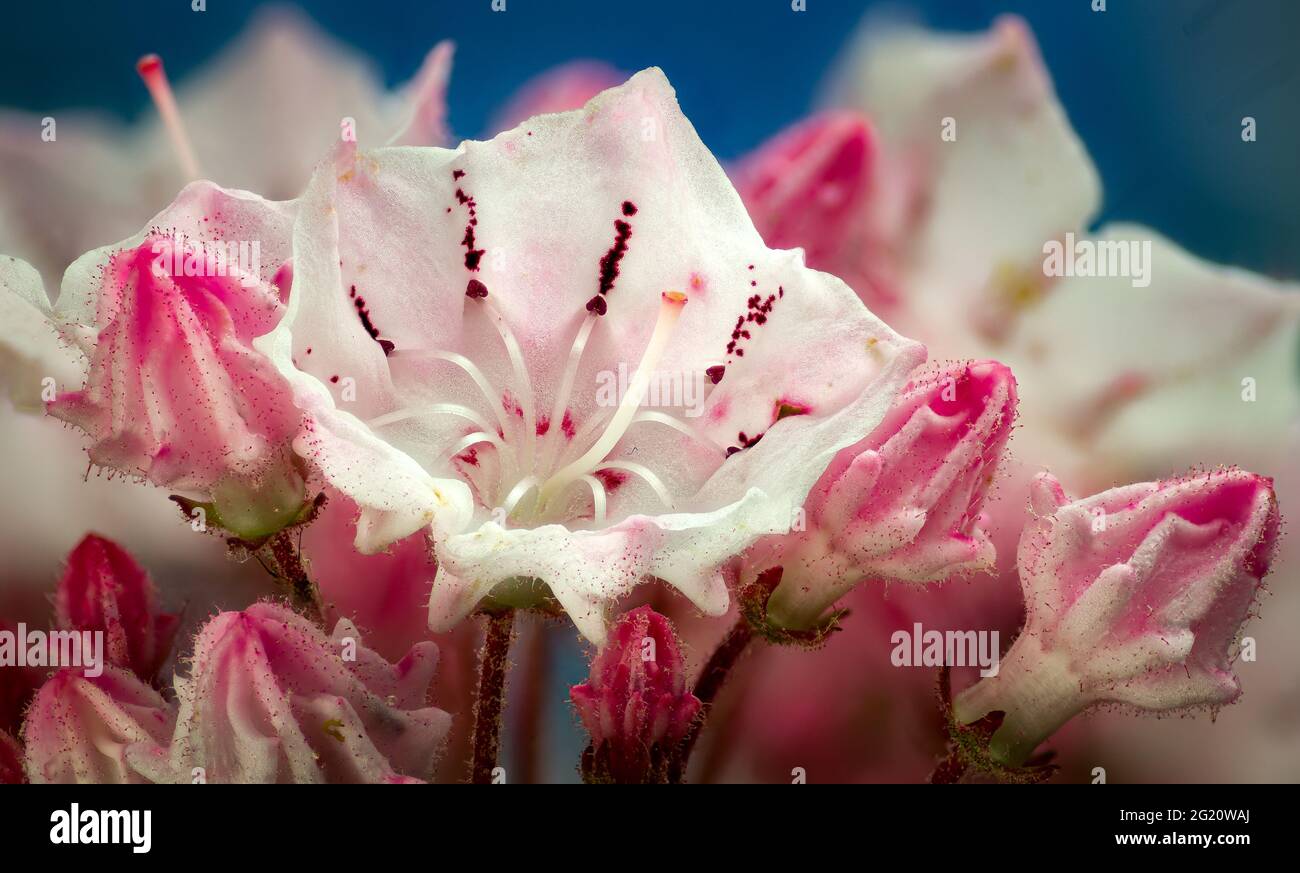 Macro view of blooming flowers of mountain laurel (Kalmia latifolia ...