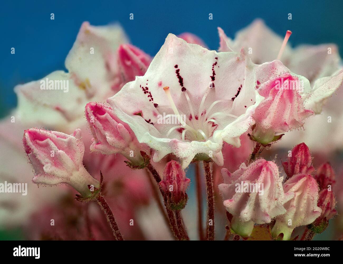 Macro view of blooming flowers of mountain laurel (Kalmia latifolia ...