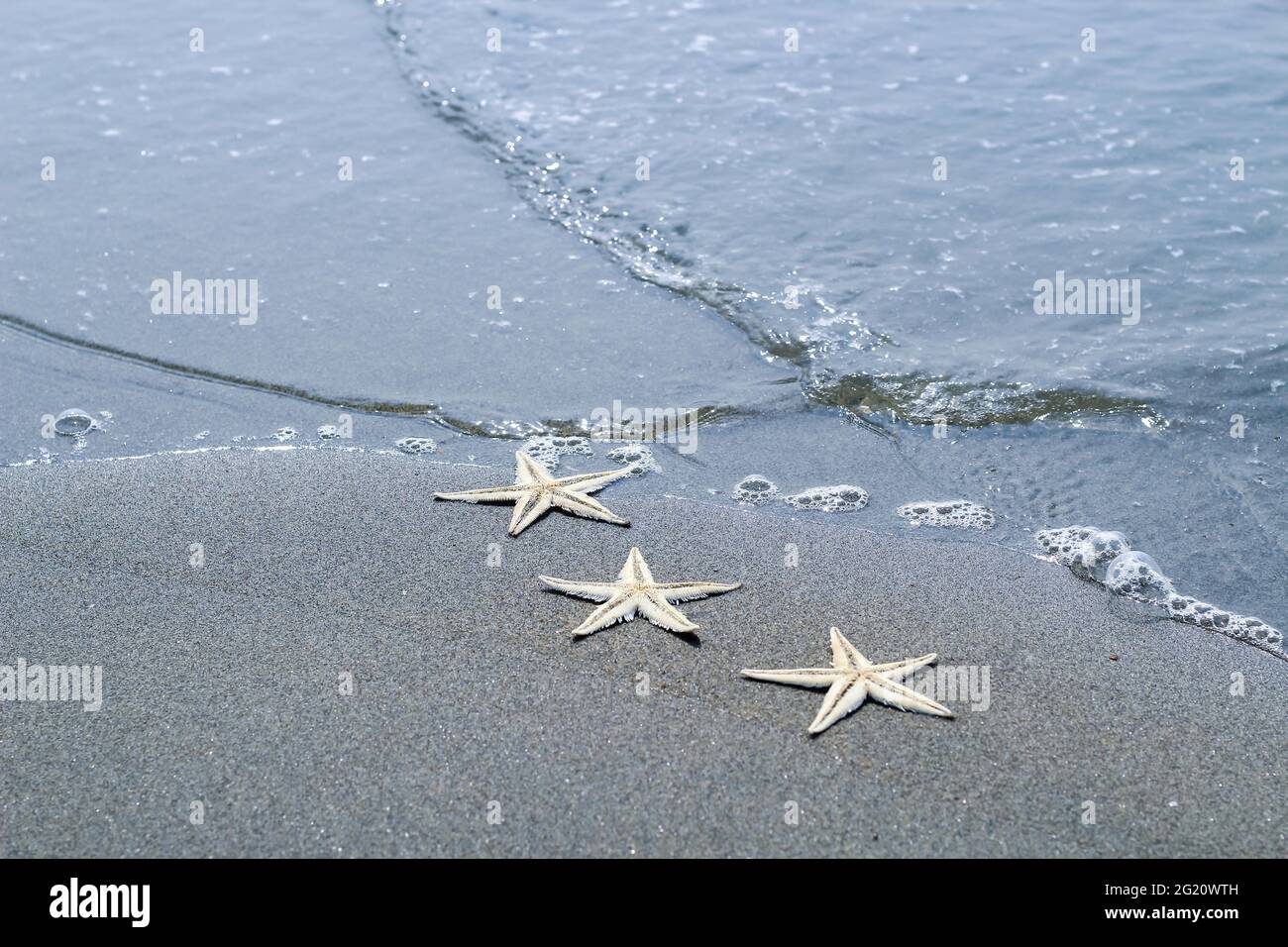 Starfish and soft wave on the sandy beach summer tropical concept ...
