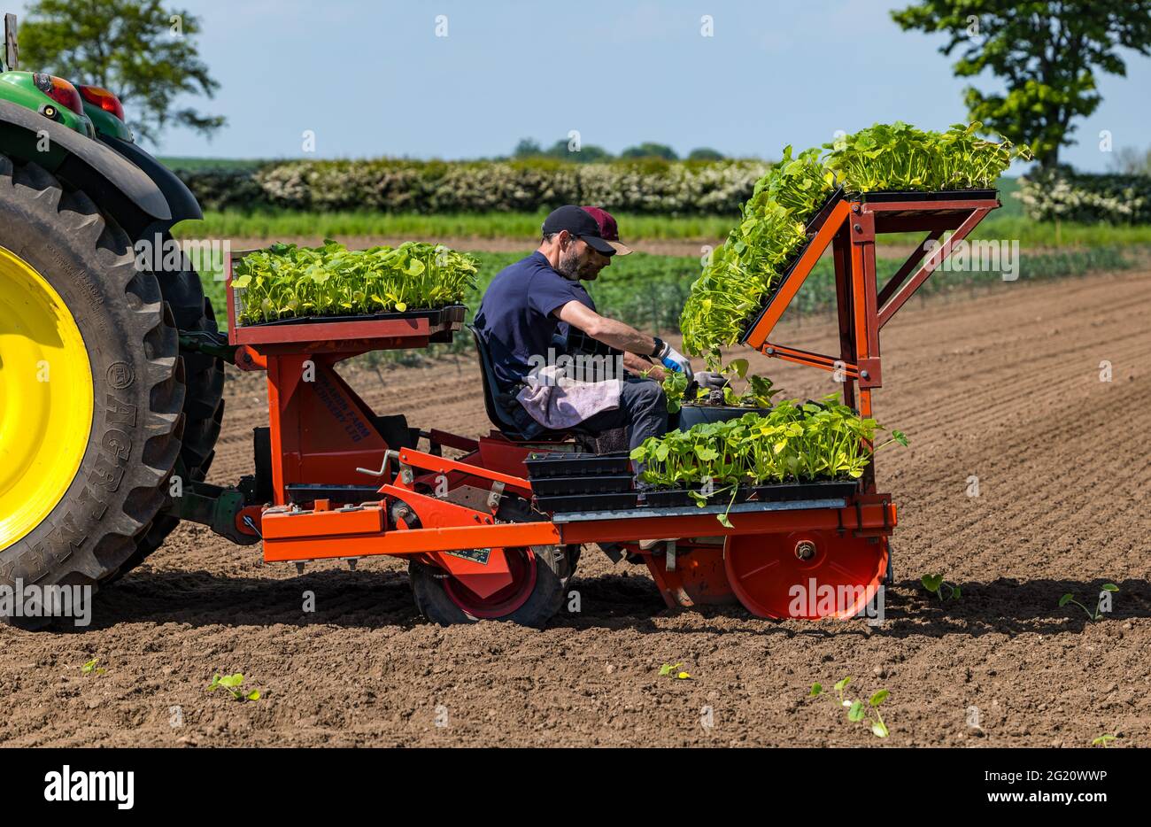 Farm workers planting pumpkin plant seedlings in field using tractor ...