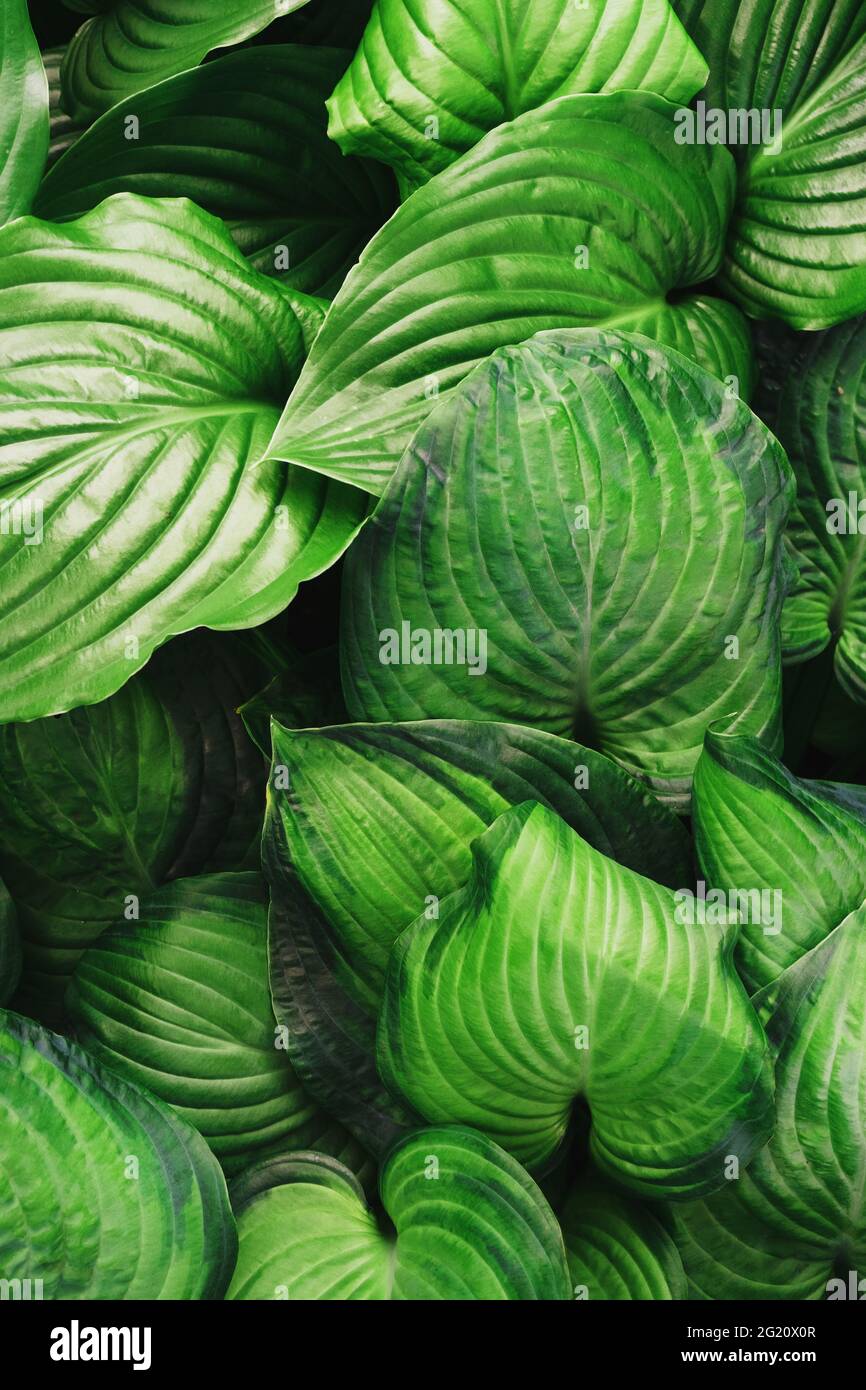 The texture of the leaves of tropical plants in the forest. Top view ...