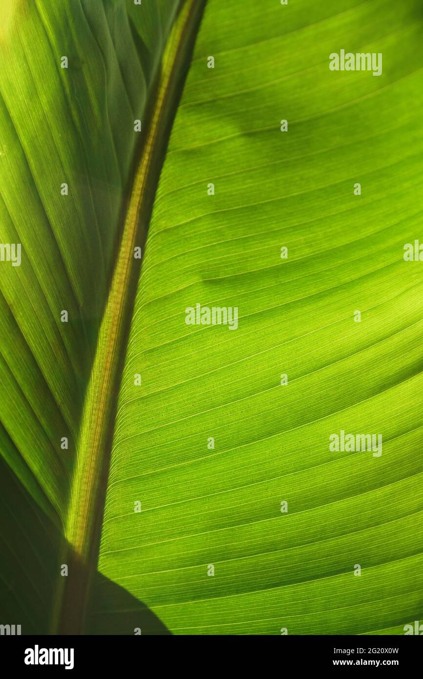 The texture of a tropical banana palm leaf with a sunny glow. Close-up ...