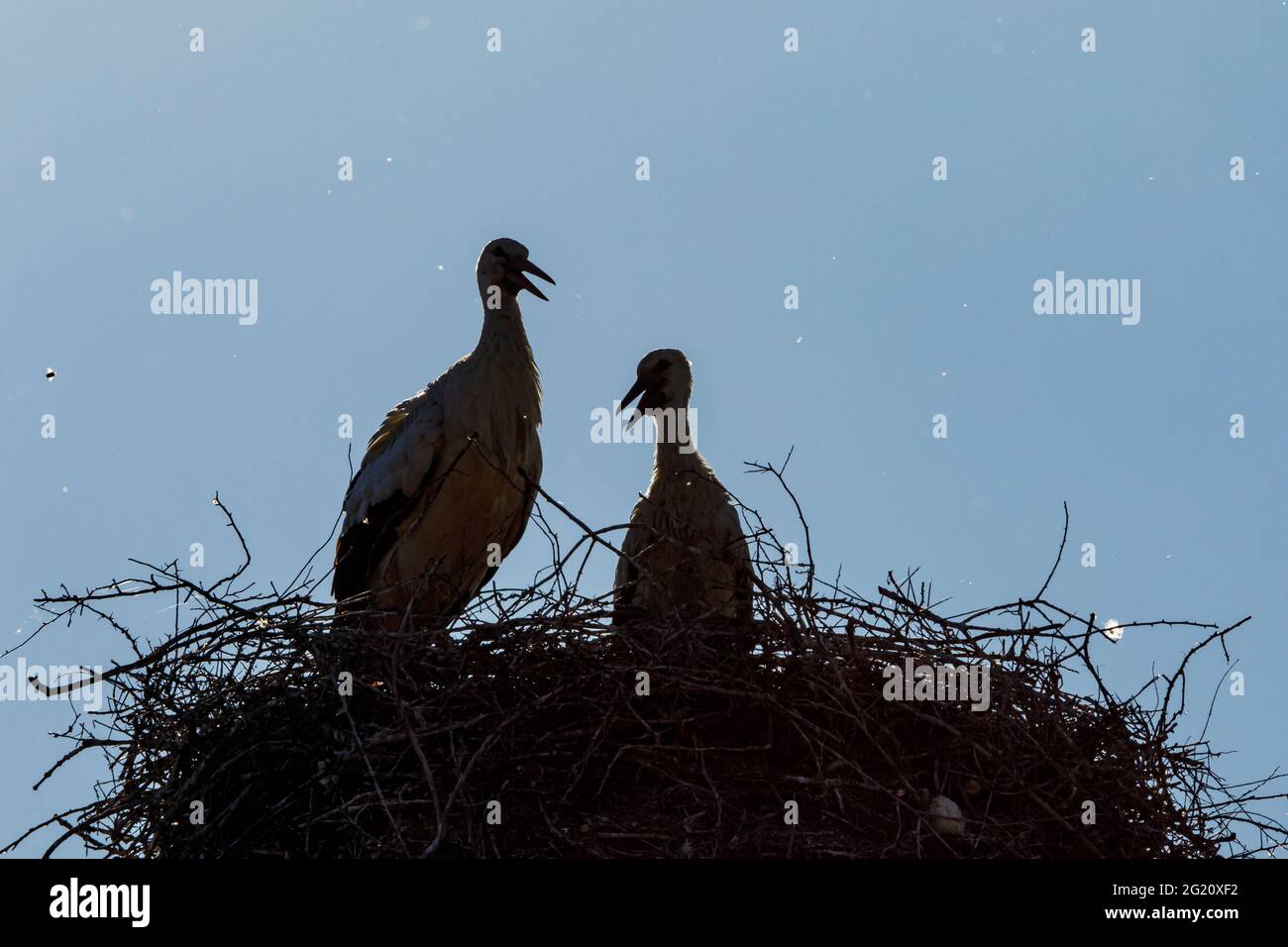 Breeding couple storks hi-res stock photography and images - Alamy