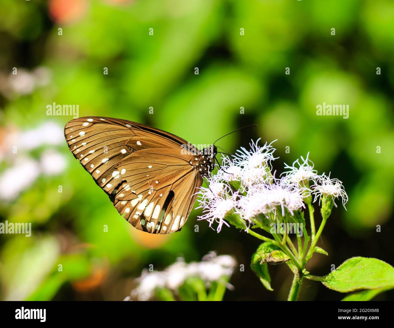 Euploea Core or Common Indian Crow Butterfly having sweet nectar on a ...