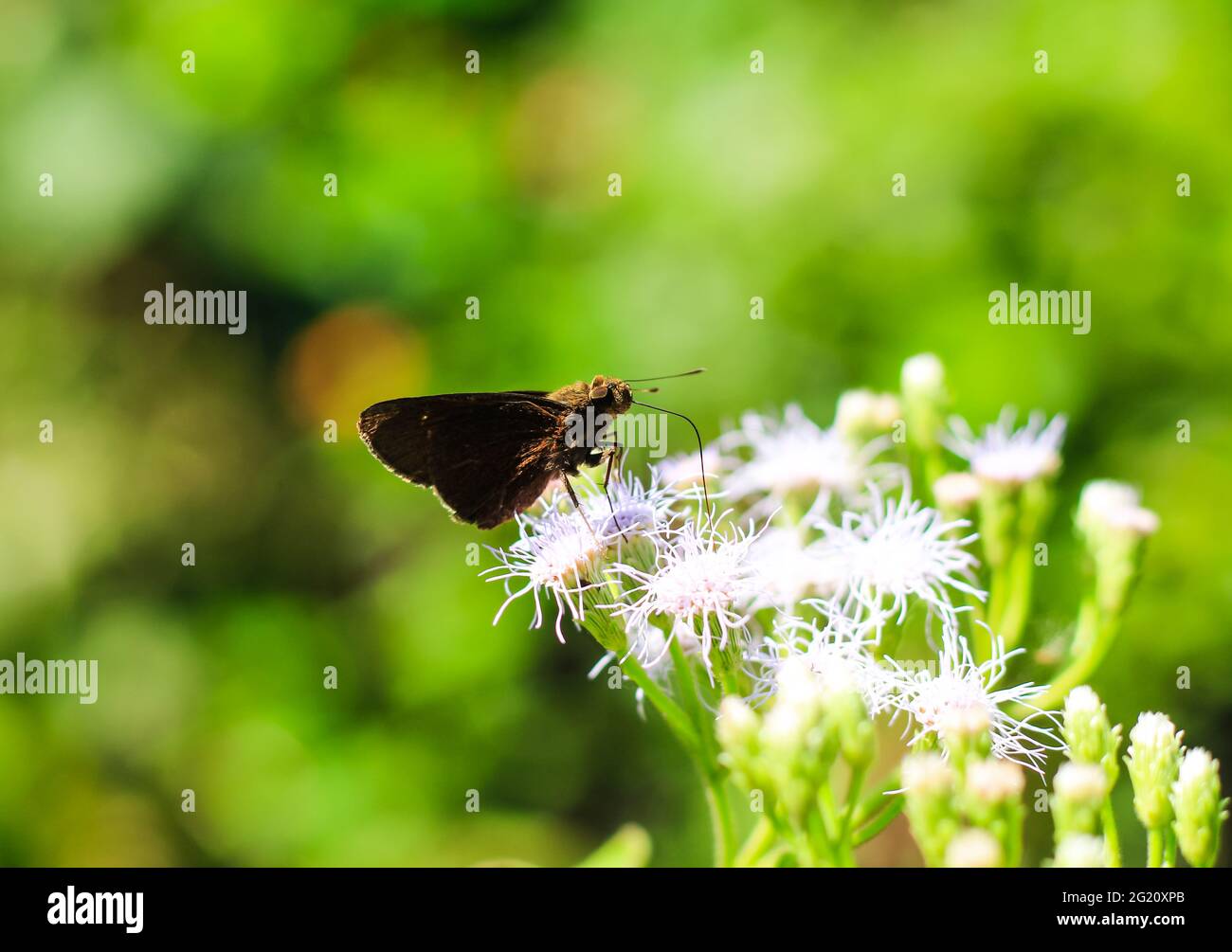 Small Branded Swift Butterfly or Pelopidas Mathias or Lesser Millet ...