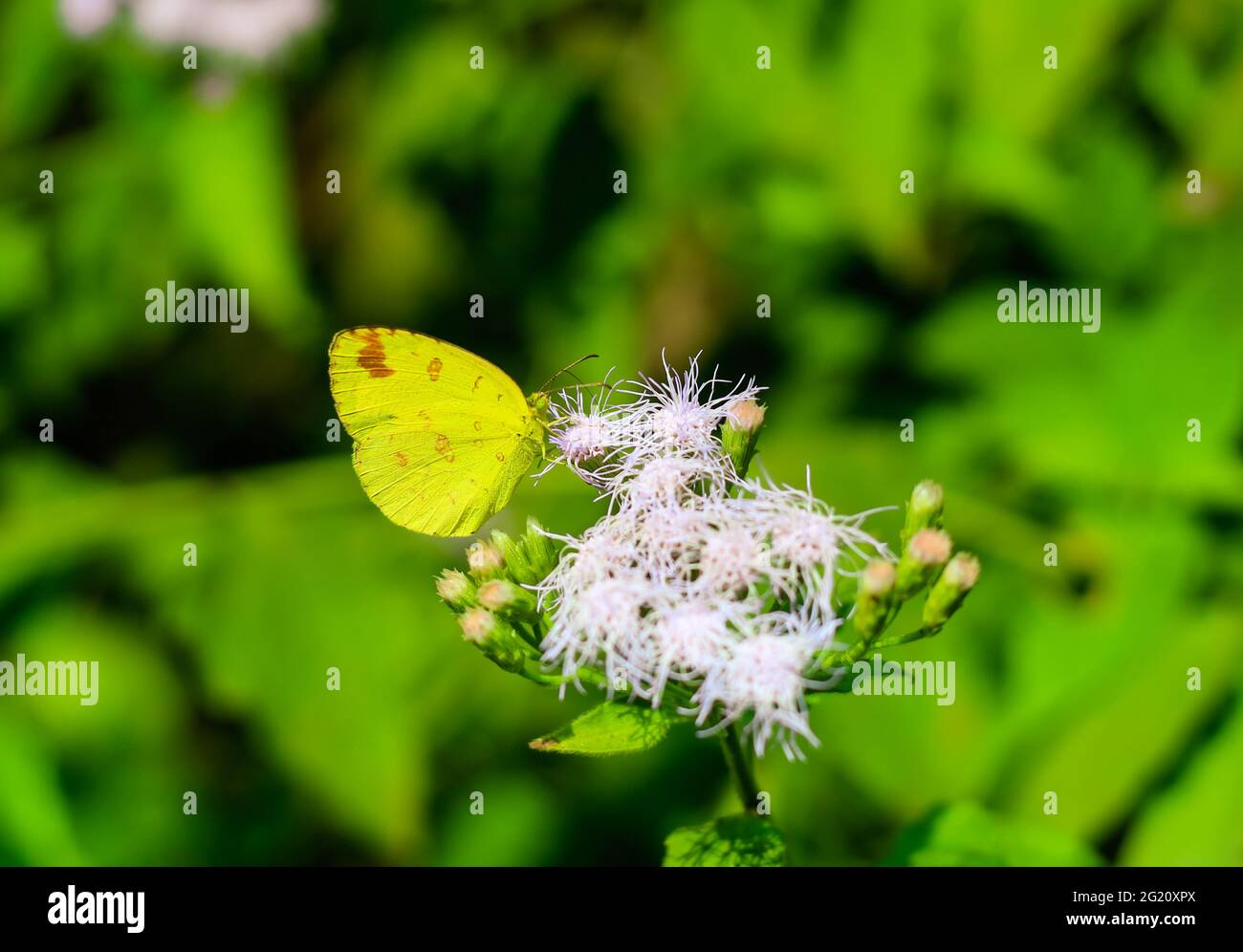 Common grass hi-res stock photography and images - Alamy