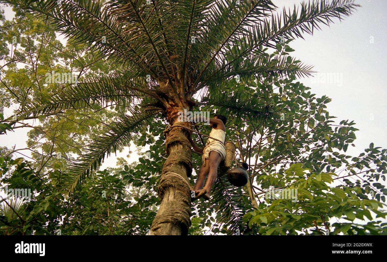Plucking Coconut High Resolution Stock Photography and Images - Alamy