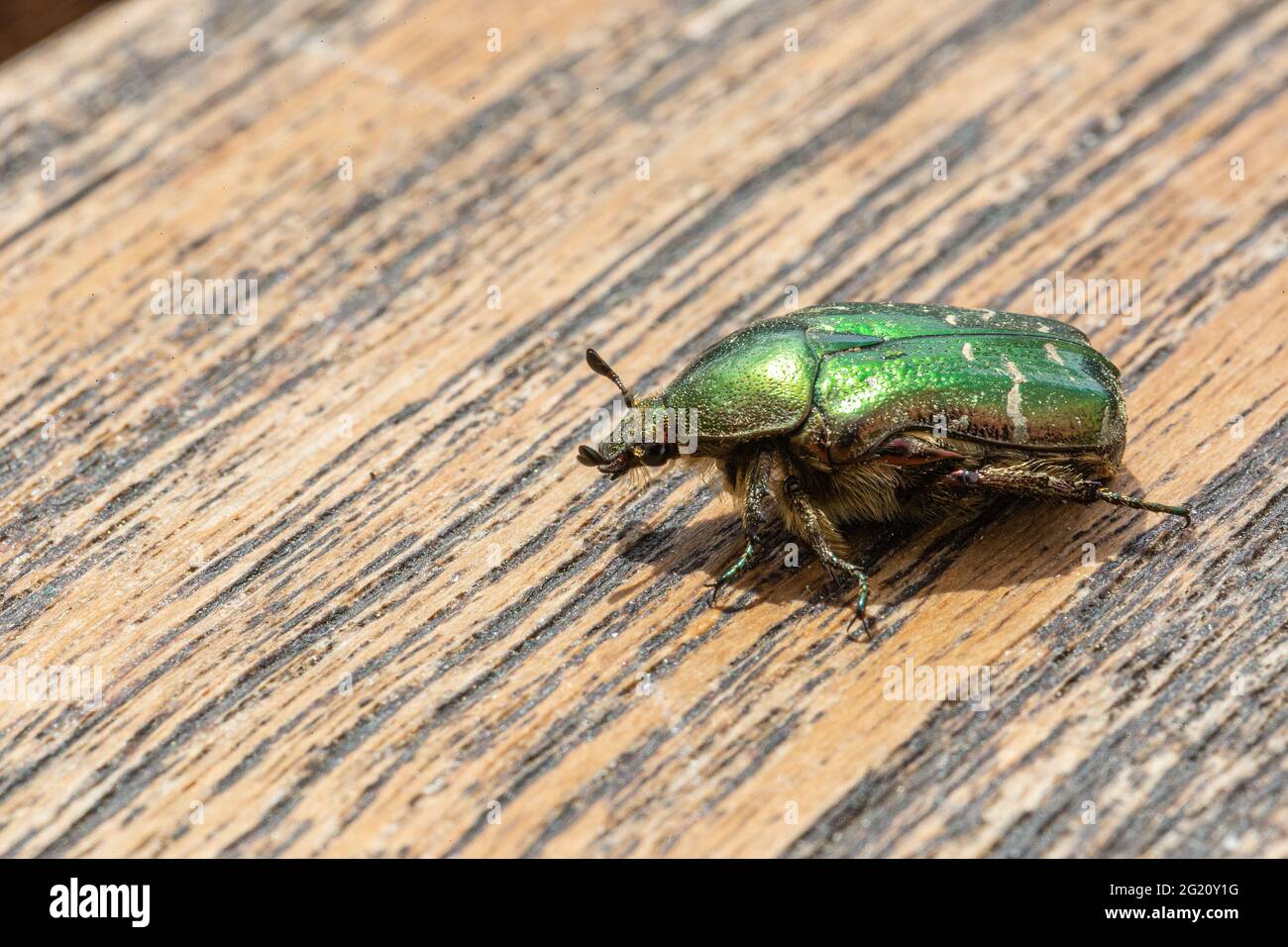 Close-up of a rose chafer (Cetonia aurata) with a green glossy armature ...