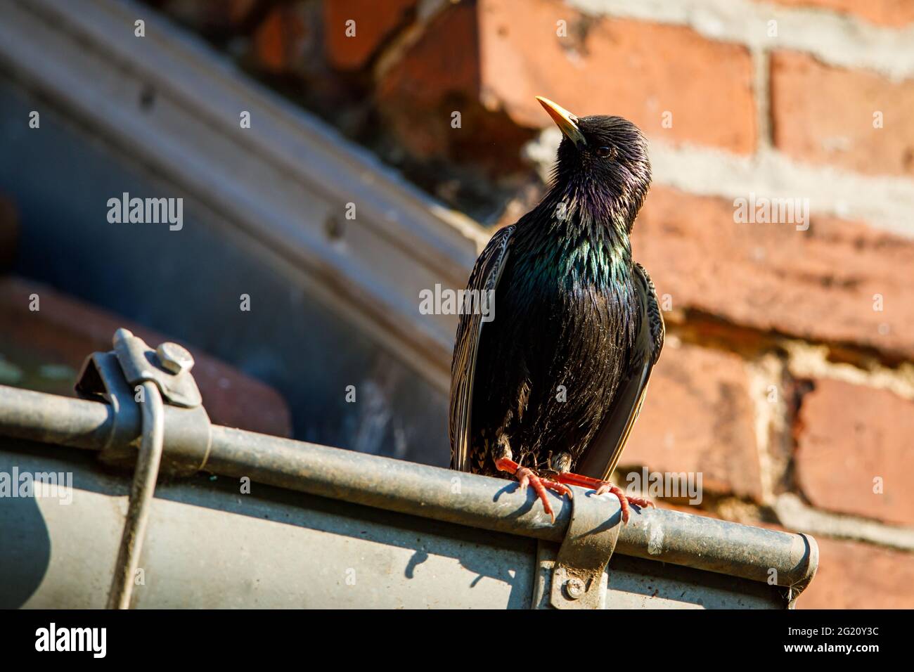 A Starling bird on a roof Stock Photo - Alamy