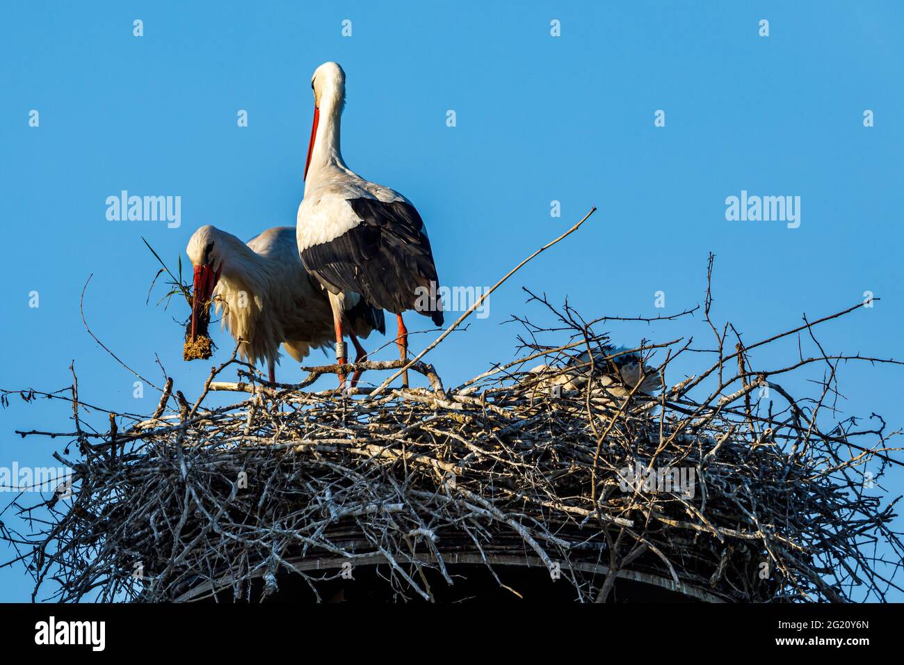 A white stork on the bird nest Stock Photo - Alamy