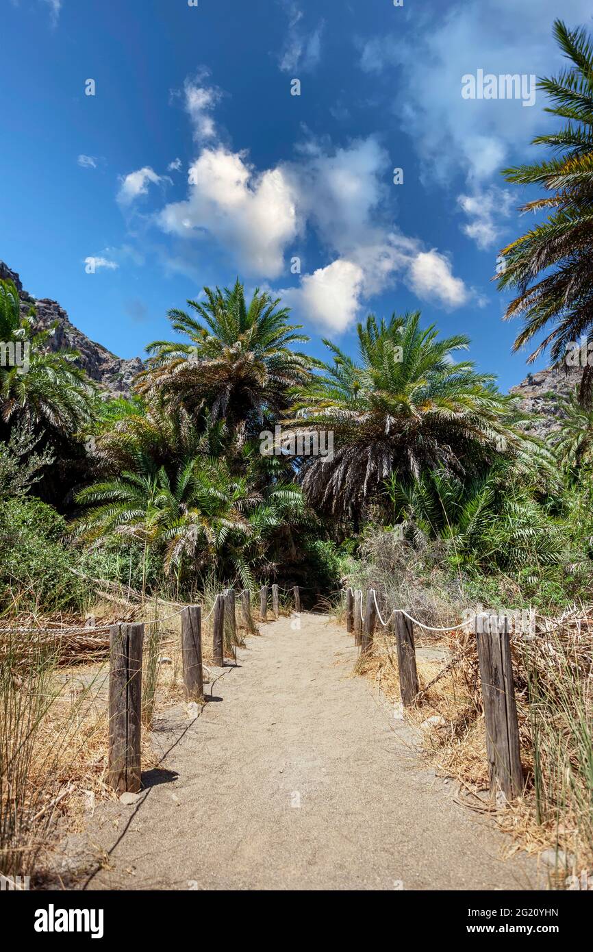 Preveli palm forest in crete hi-res stock photography and images - Alamy