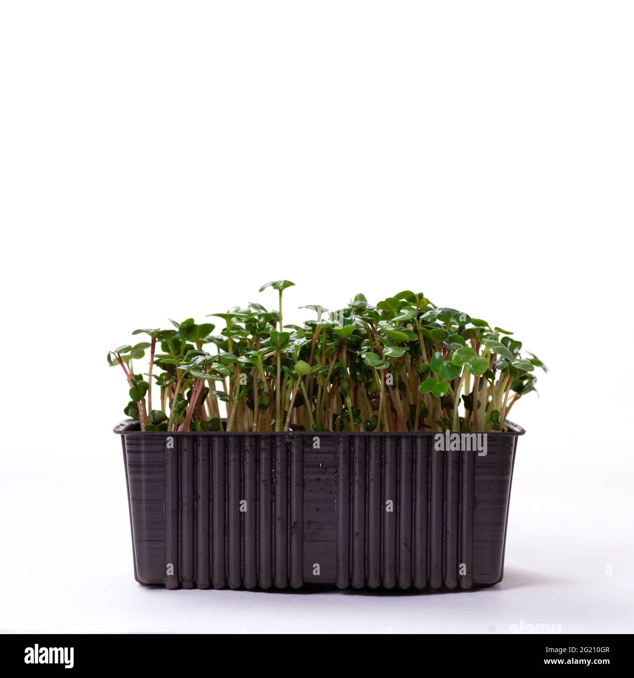 Microgreening concept. Green sprouted radish seeds, on white background, copy space Stock Photo ...