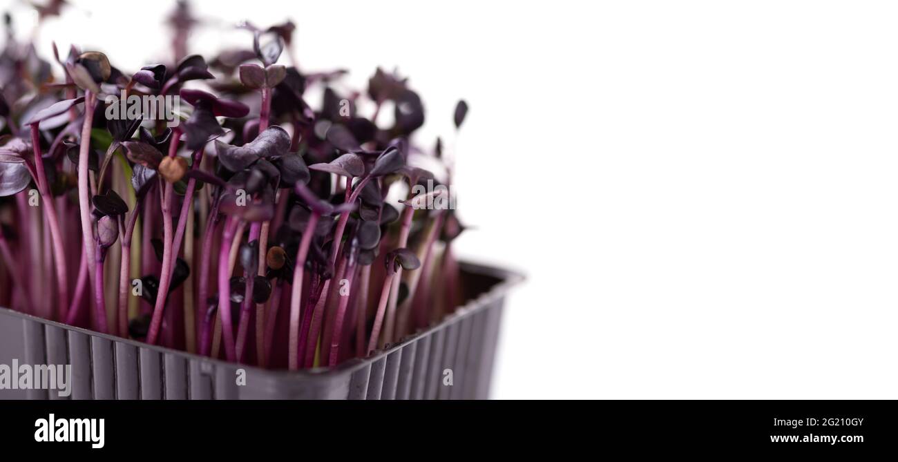 Microgreening concept. Purple sprouted radish seeds, on white ...