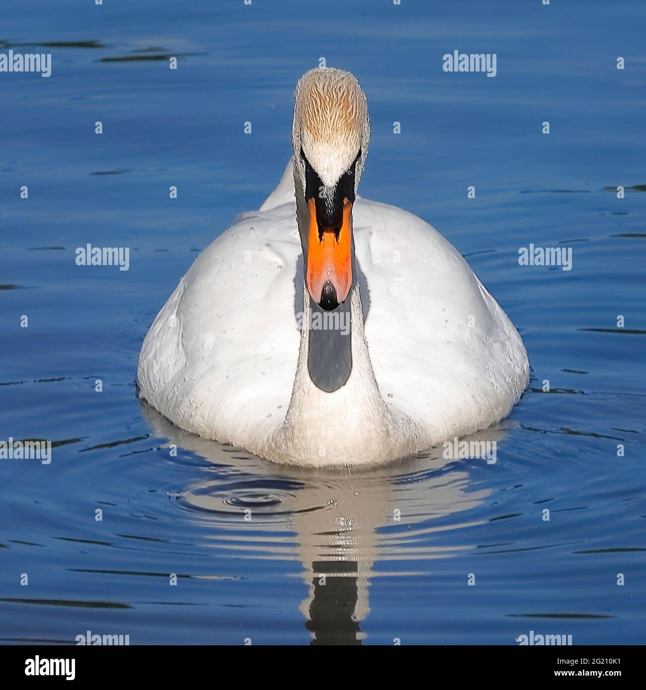 Summer visiting birds breeding hi-res stock photography and images - Alamy