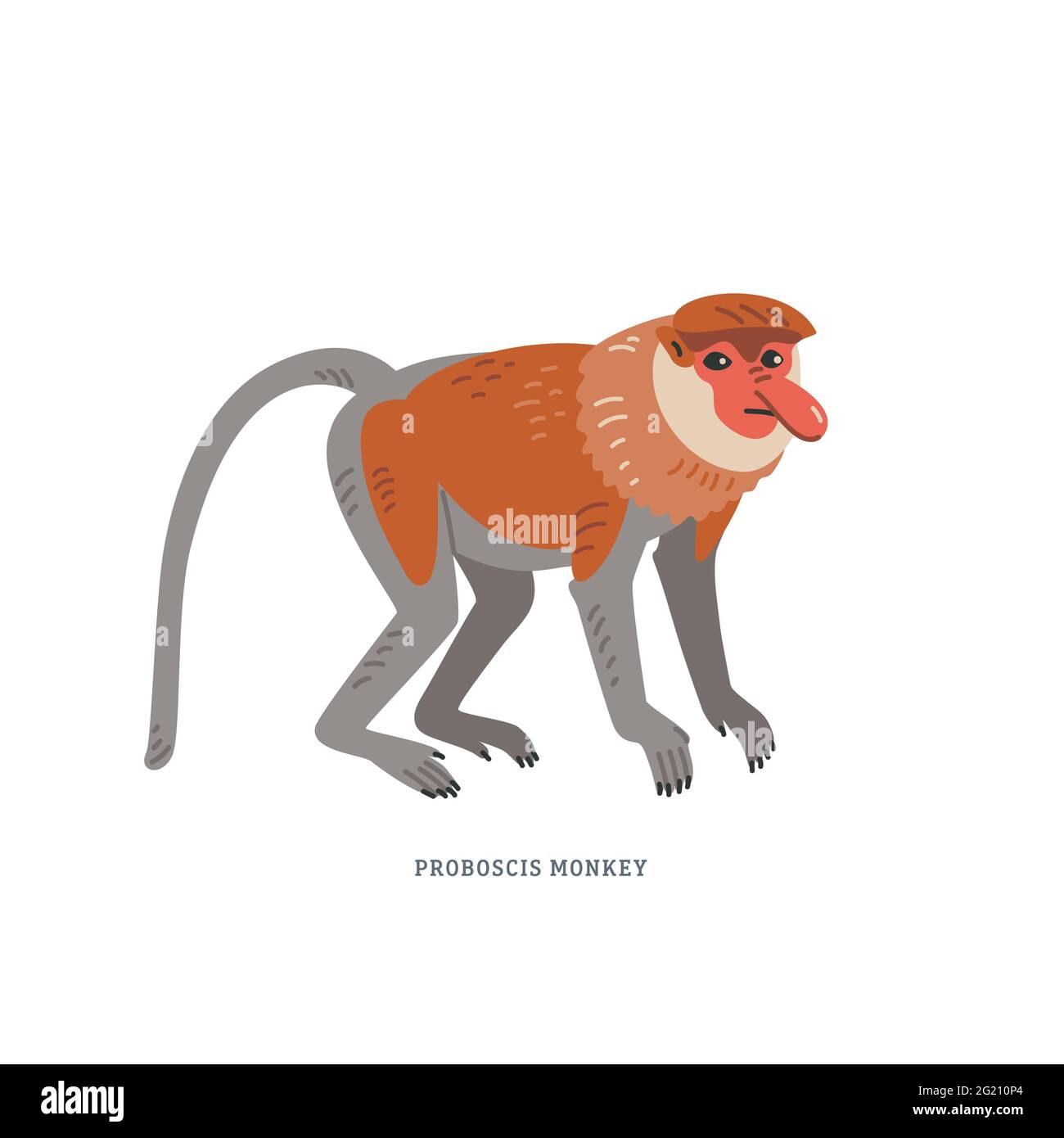 Proboscis monkey. Nasalis larvatus or long-nosed monkey, known as the ...