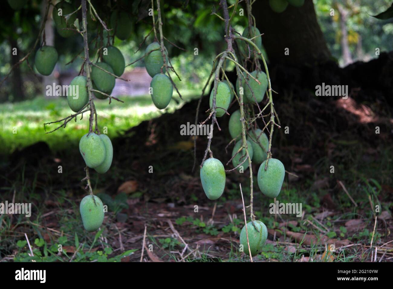 Mango trees in bangladesh hi-res stock photography and images - Alamy