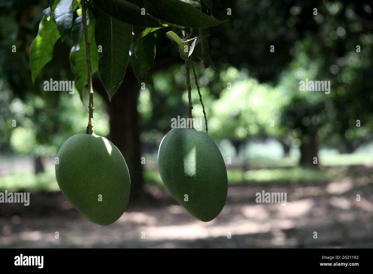 Rajshahi mango hi-res stock photography and images - Alamy