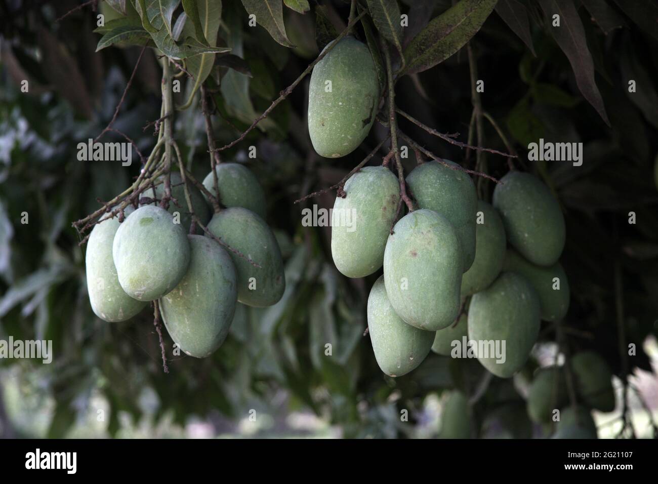 Rajshahi mango hi-res stock photography and images - Alamy