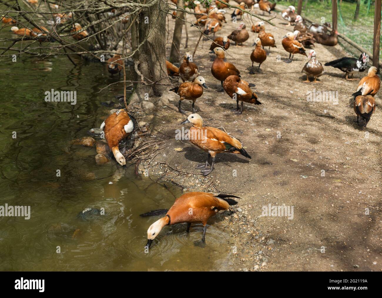 Ogar duck hi-res stock photography and images - Alamy
