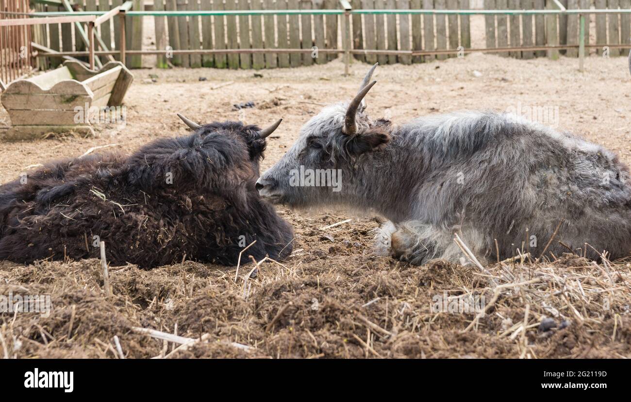 The yak is a cloven-hoofed mammal from the genus of true bulls of the ...