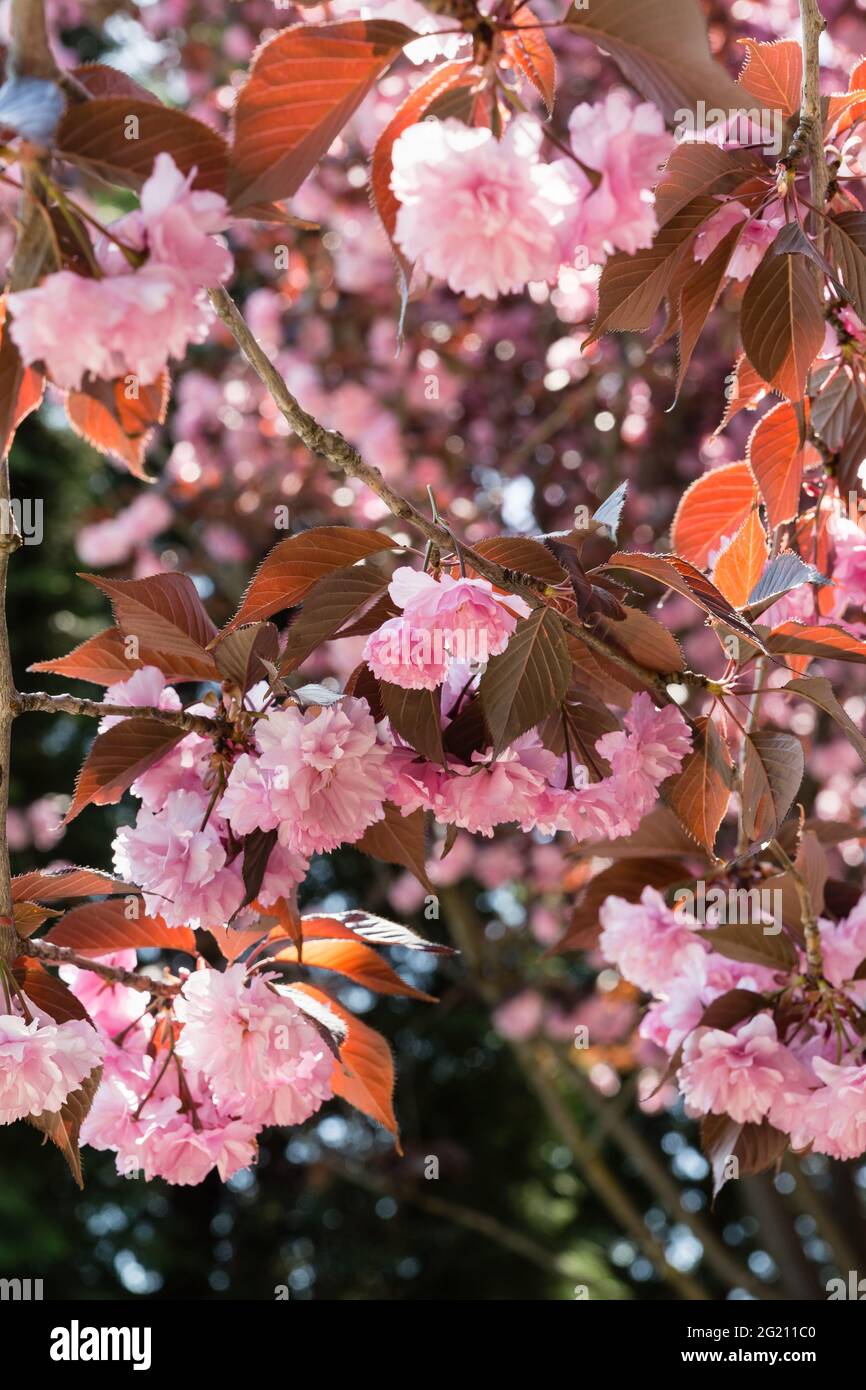 Prunus kiku shidare sakura hi-res stock photography and images - Alamy
