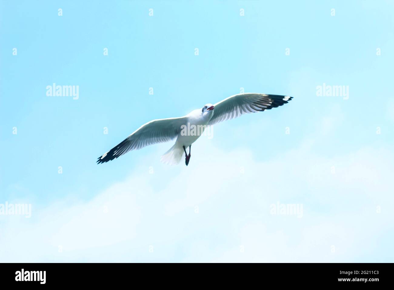 seagull saw from below while flying with wings spread and sea ...