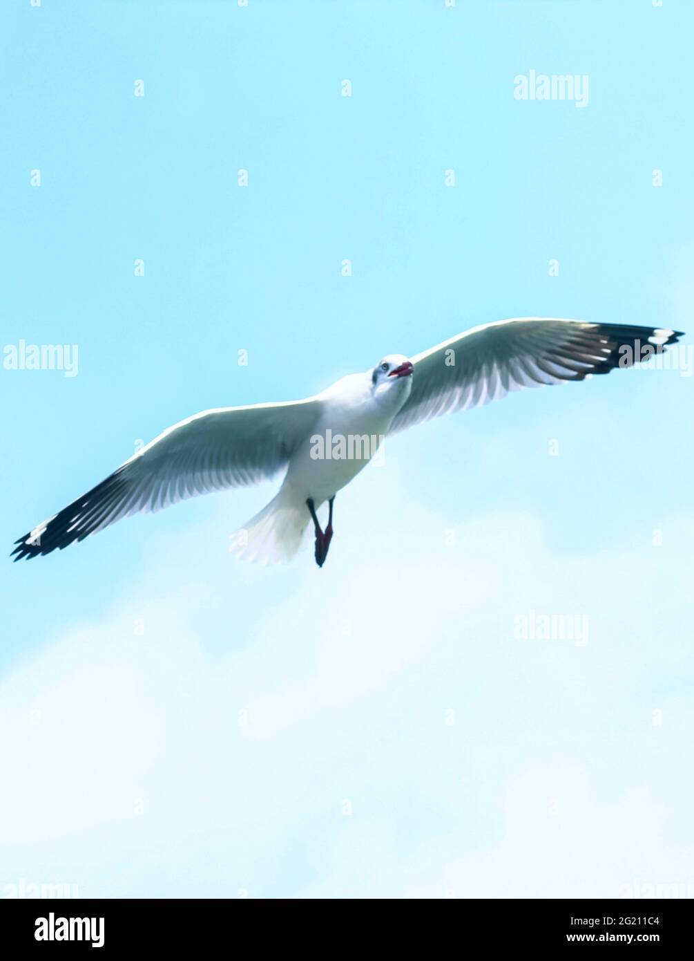 seagull saw from below while flying with wings spread and sea ...