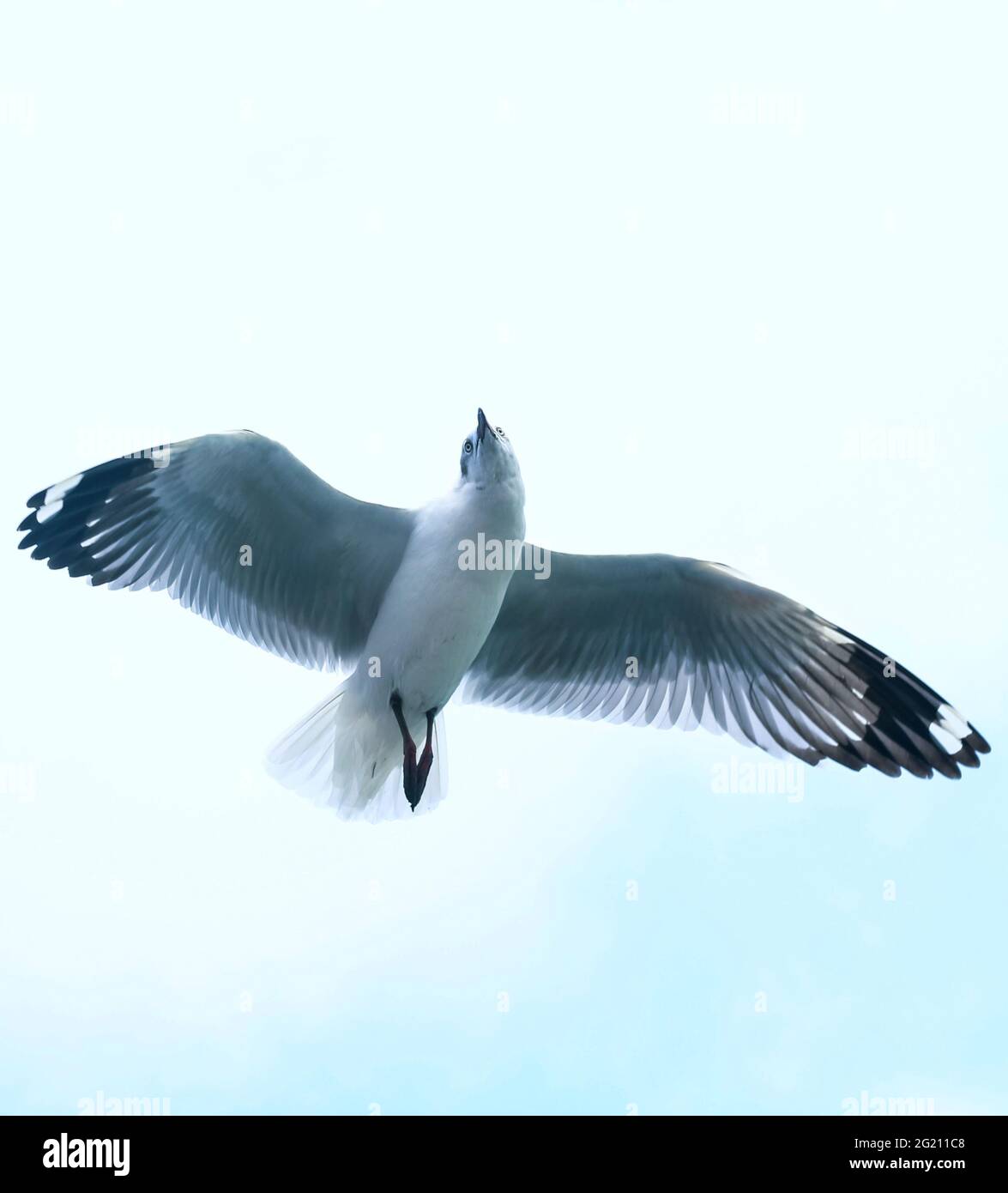 seagull saw from below while flying with wings spread and sea ...