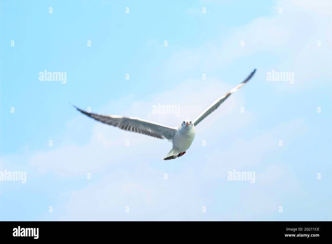 seagull saw from below while flying with wings spread and sea ...