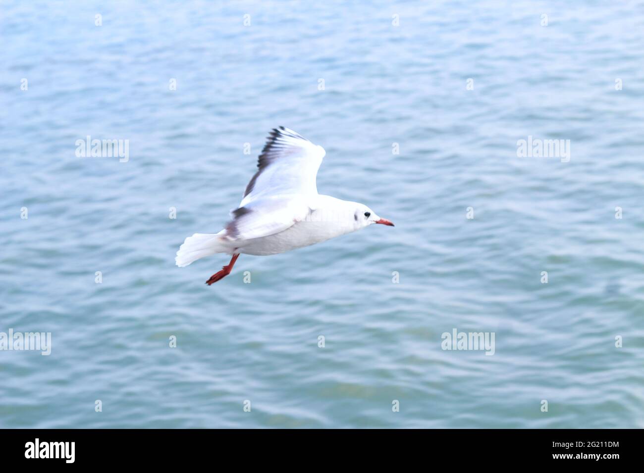 seagull saw from below while flying with wings spread and sea ...
