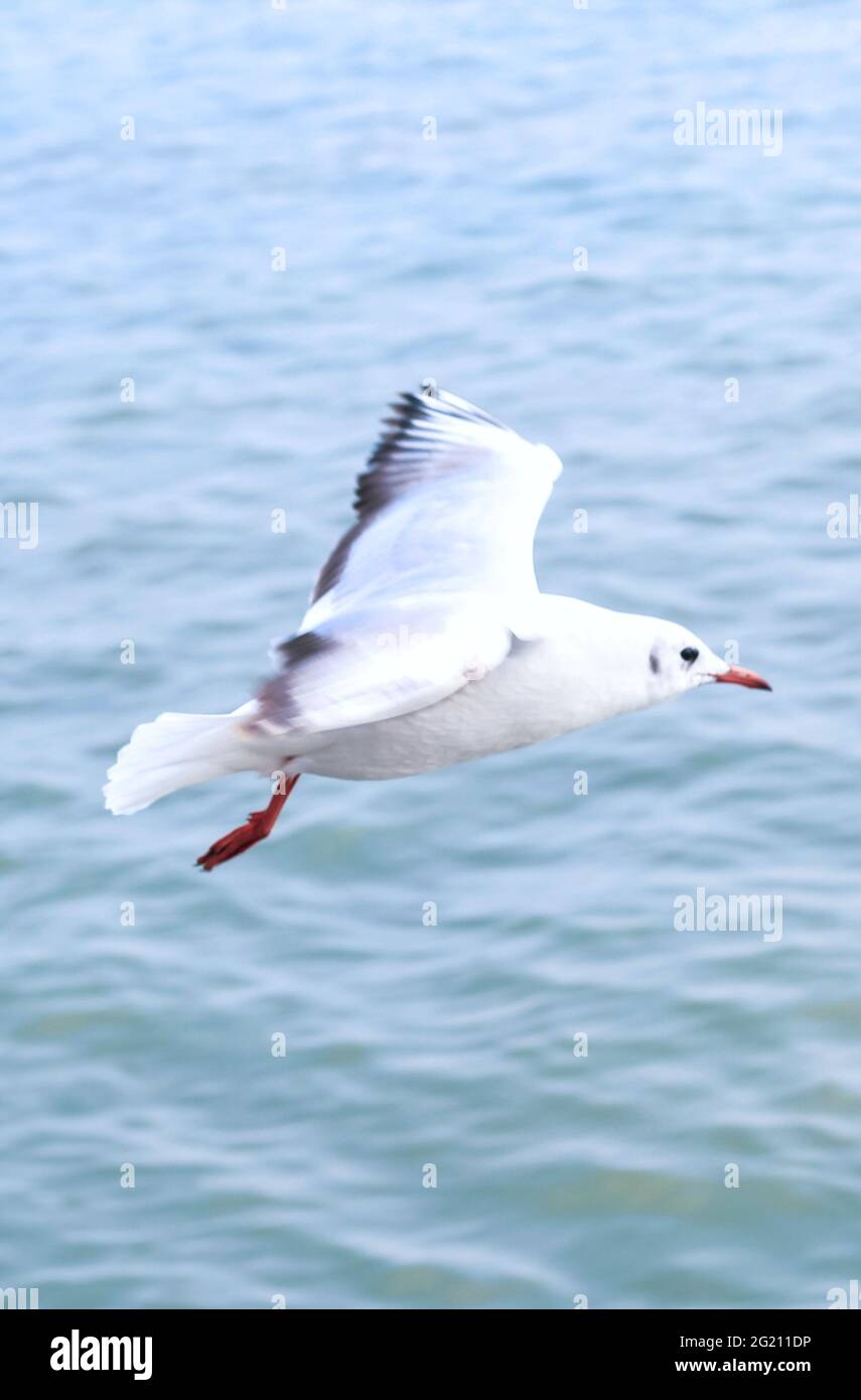 seagull saw from below while flying with wings spread and sea ...