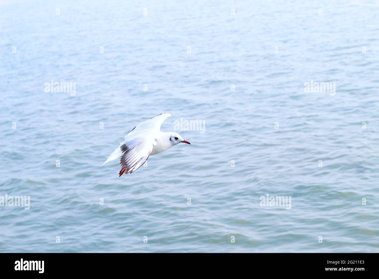 seagull saw from below while flying with wings spread and sea ...