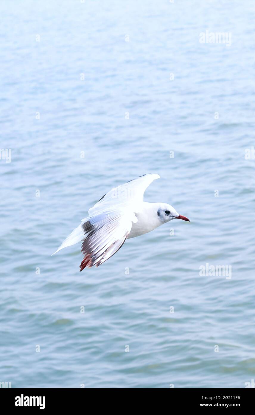 seagull saw from below while flying with wings spread and sea ...