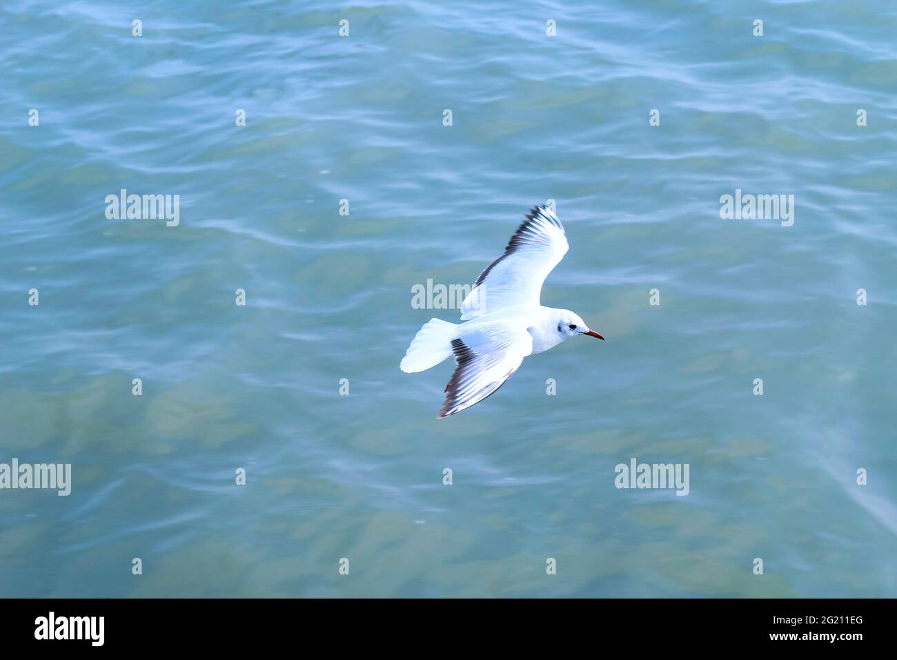 seagull saw from below while flying with wings spread and sea ...