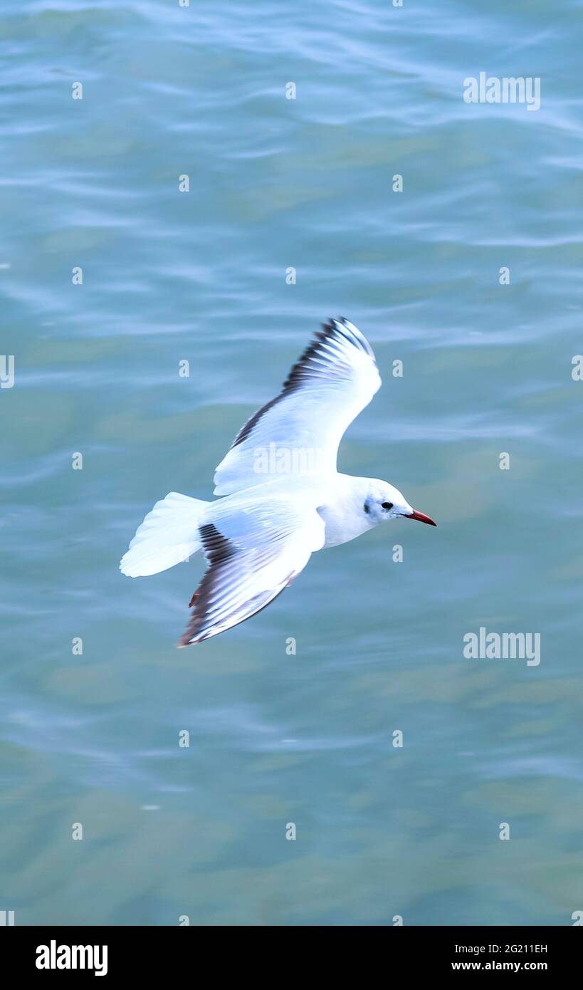 seagull saw from below while flying with wings spread and sea ...