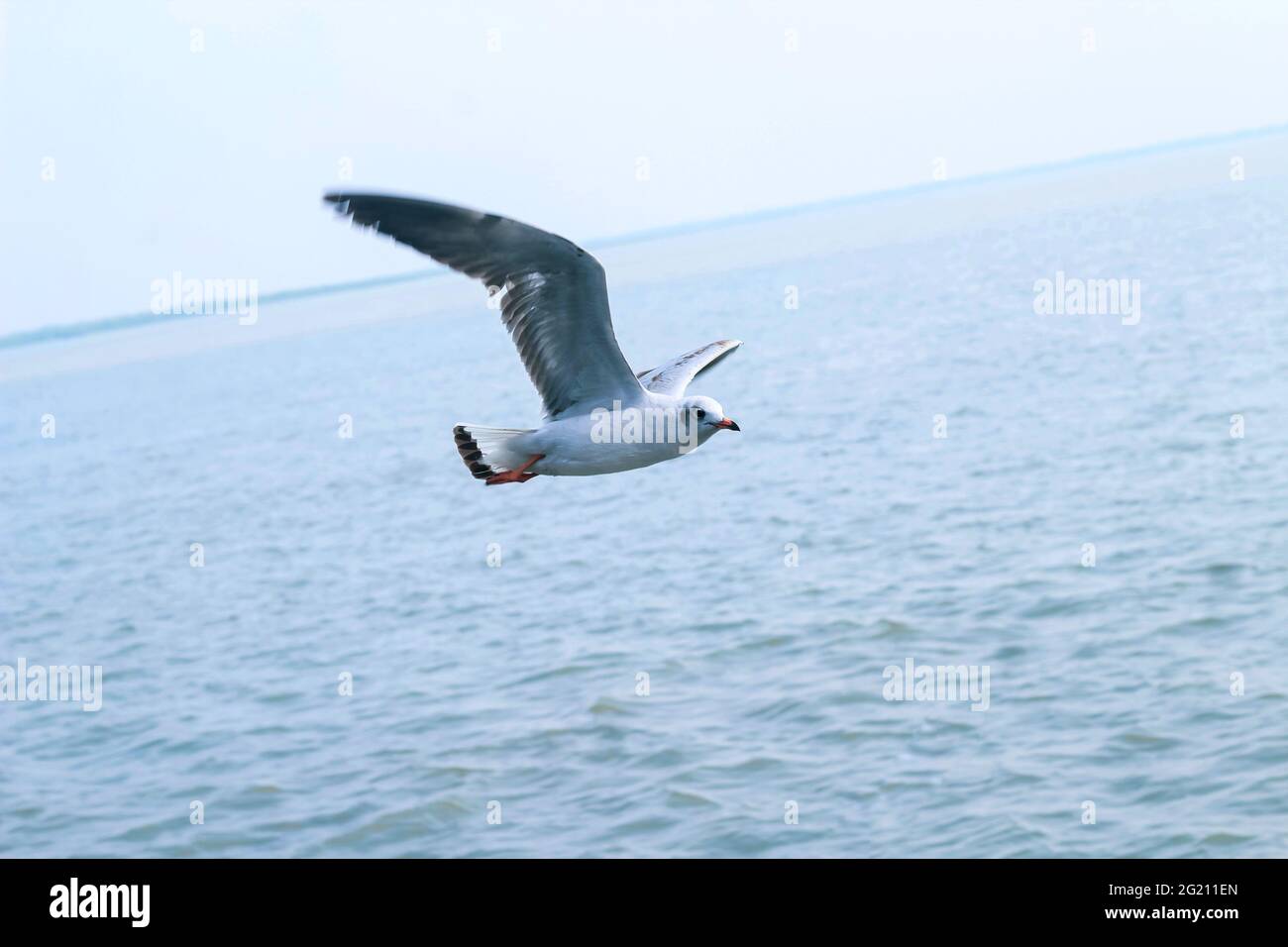 seagull saw from below while flying with wings spread and sea ...