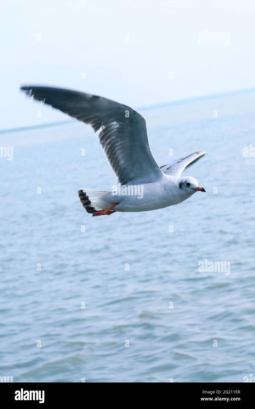 seagull saw from below while flying with wings spread and sea ...