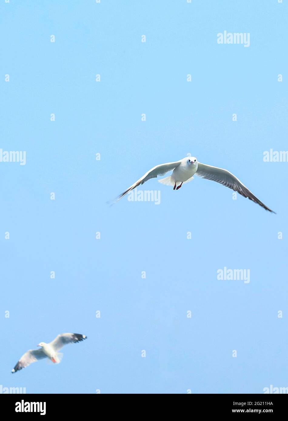 Seagull catching piece of food thrown by tourist. Flying seagull ...