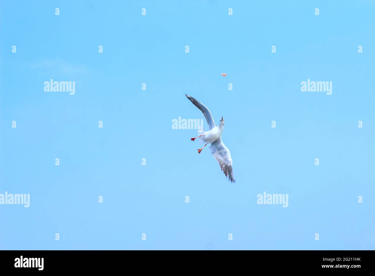 Seagull catching piece of food thrown by tourist. Flying seagull ...
