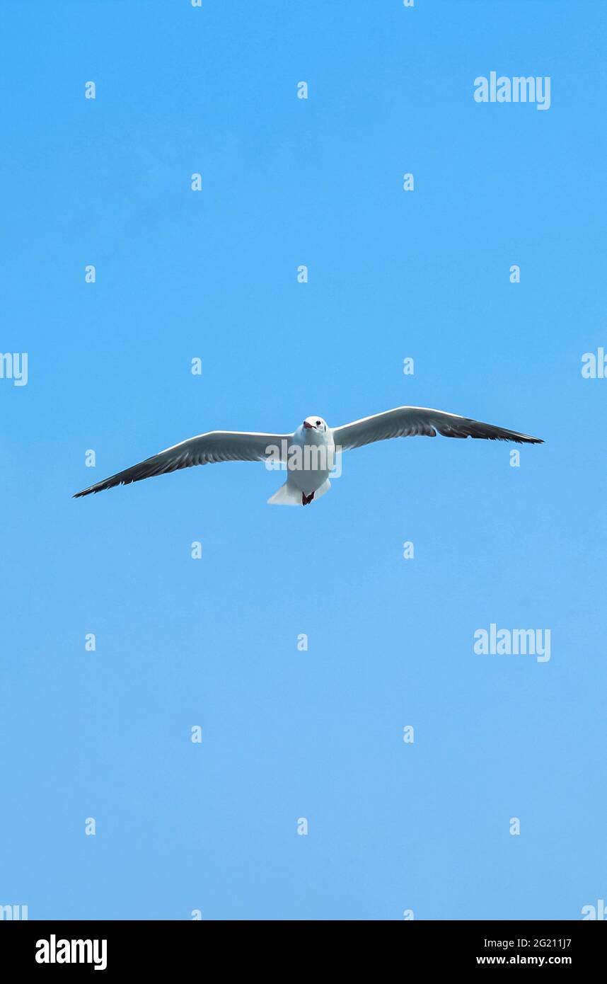 Seagull catching piece of food thrown by tourist. Flying seagull ...