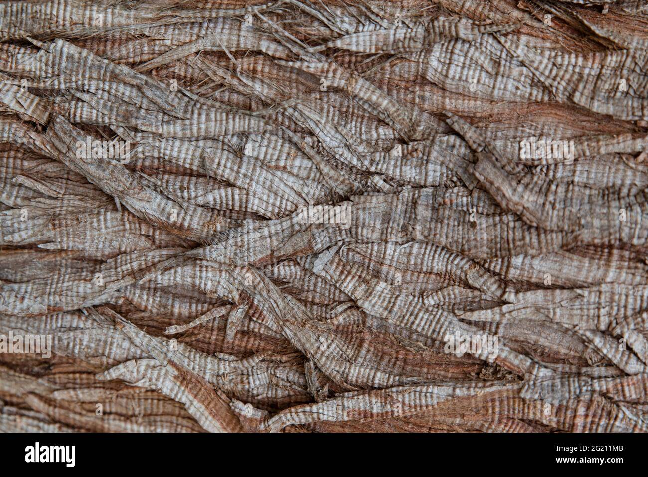 Background of brown wood bark Stock Photo - Alamy