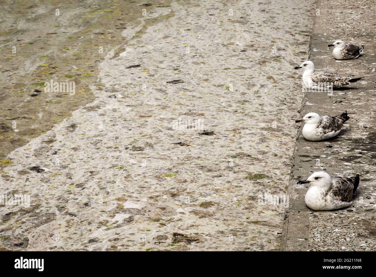 Istanbul, Istanbul, Turkey. 7th June, 2021. Marine mucilage, sometimes ...