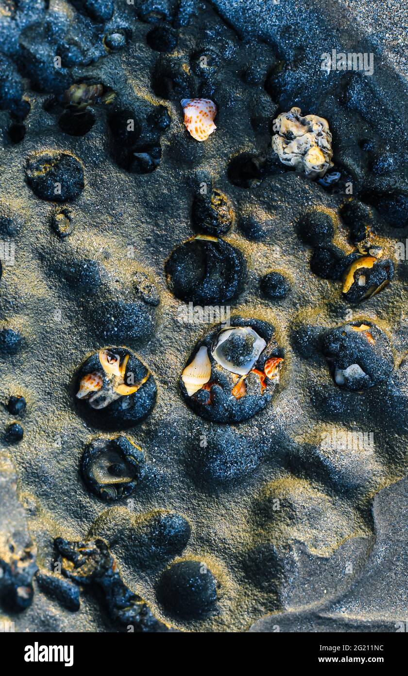 Beautiful seashells in sand pile isolated for wallpaper Stock Photo - Alamy