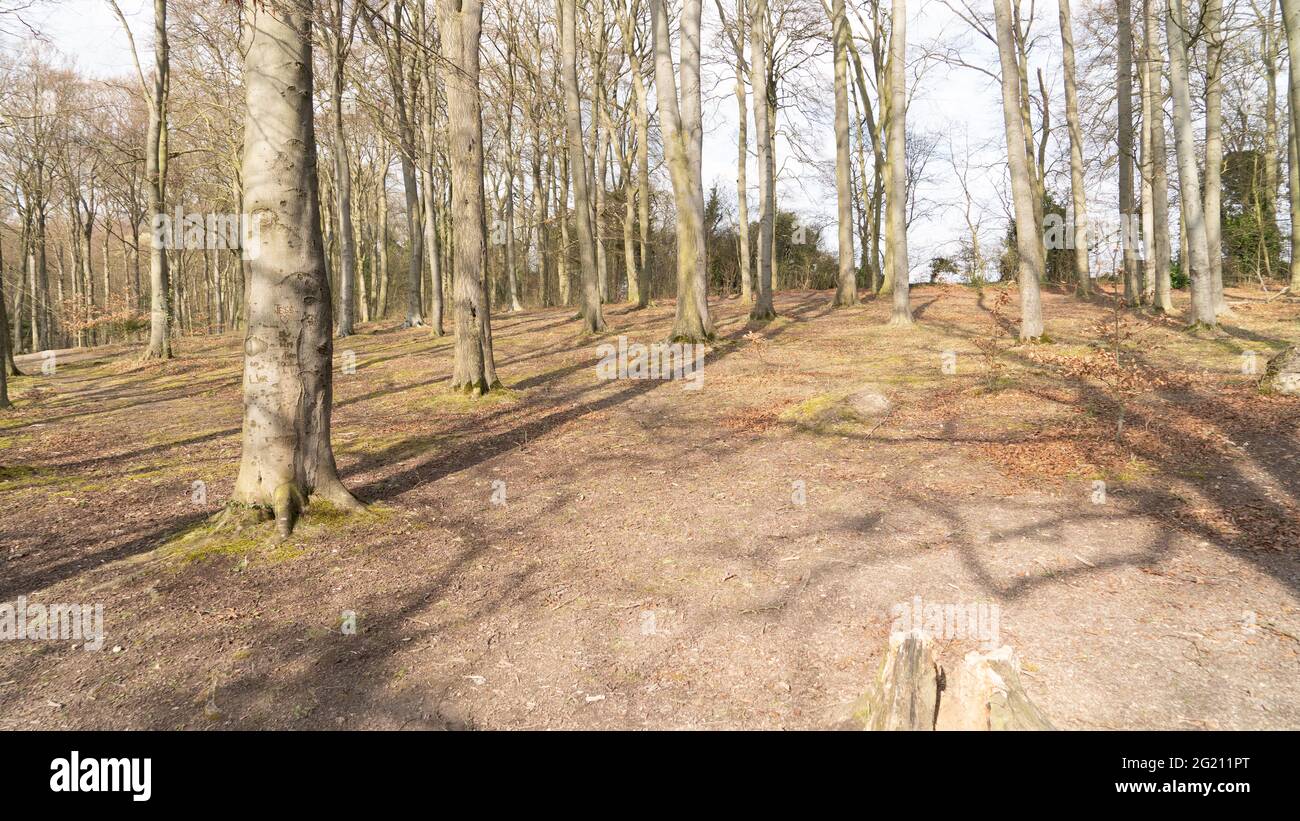 View through beech tree forest against blue sky for natural layer ...