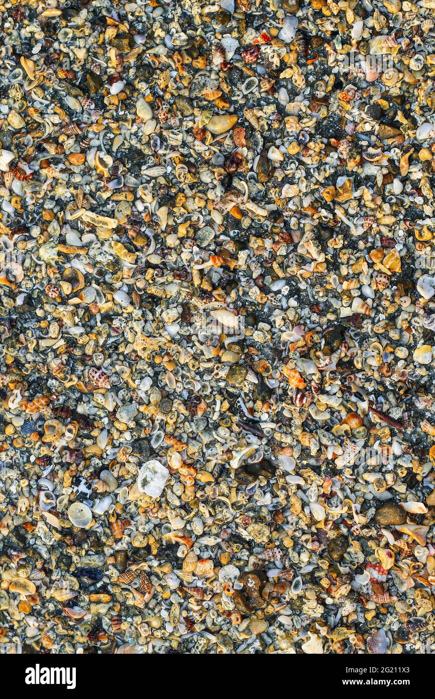 Big pile with small shells and other sea life on the beach for ...