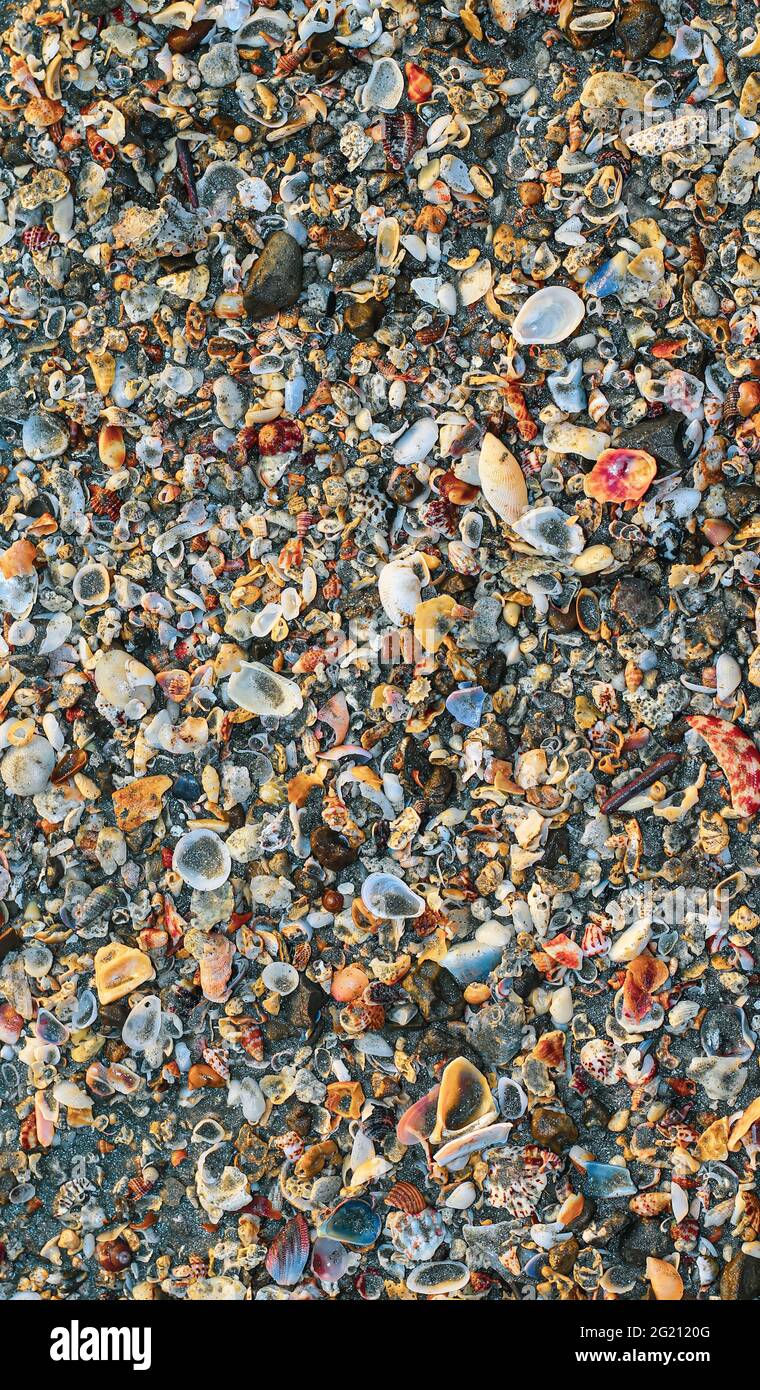Big pile with small shells and other sea life on the beach for ...